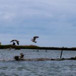 Aveiro: passeio de barco típico com degustação - 90 min - What’s Included and What to Expect