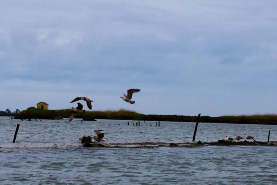 Aveiro: passeio de barco típico com degustação - 90 min - What’s Included and What to Expect