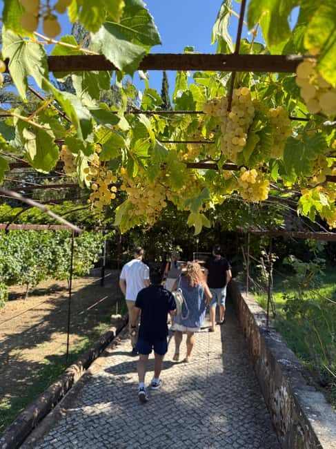 Azeitão: Great visit to wineries, farms, palace, and wine tasting. - Why This Tour Offers Great Value