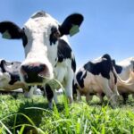 Azores: Day at the Farm with Traditional Lunch - Deep Dive: Why This Tour Matters for Travelers