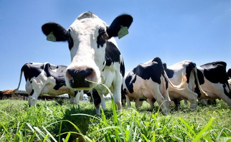 Azores: Day at the Farm with Traditional Lunch - Deep Dive: Why This Tour Matters for Travelers