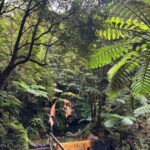 Azores: Janela do Inferno, Caldeira Velha Guided Hiking Tour - Who Will Enjoy This Experience?