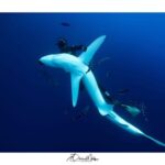 Azores: Swimming with the Sharks - The Value of the Experience