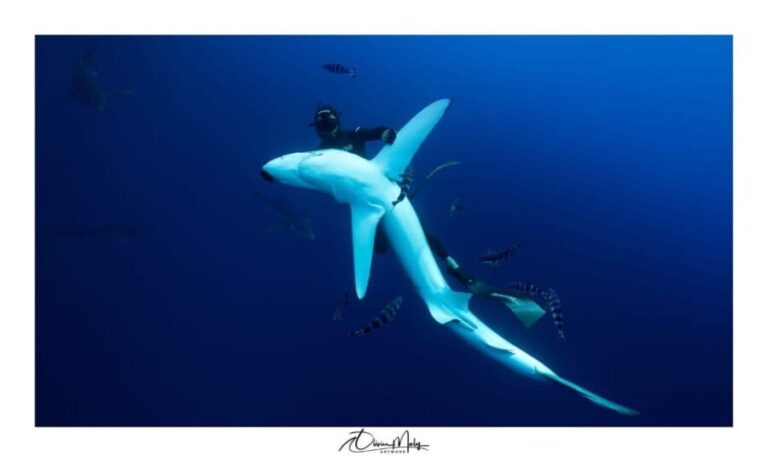 Azores: Swimming with the Sharks - The Value of the Experience