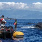 Azores: Whale Watching & Islet Boat Tour w/ Marine Biologist - Final Thoughts