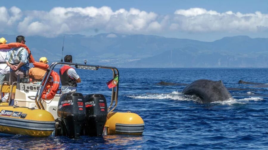 Azores: Whale Watching & Islet Boat Tour w/ Marine Biologist - Final Thoughts