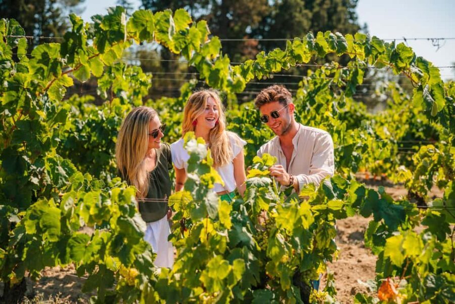 Barcelona: Alella Wine Tour with Tasting & Vineyard Picnic - What Makes the Alella Wine Tour Special