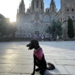 Barcelona: Hidden Gems Walking Tour with a Local & Dog - Practical Aspects and Value