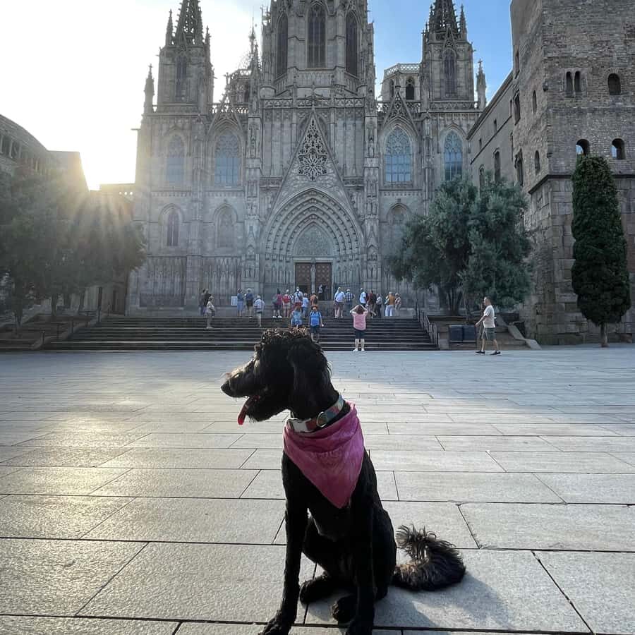 Barcelona: Hidden Gems Walking Tour with a Local & Dog - Practical Aspects and Value