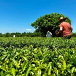 Batumi: City Tour, Tea Plantation & Gonio Fortress Trip - Who Will Enjoy This Tour Most?