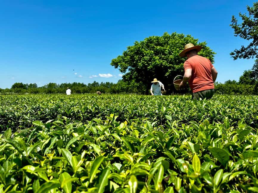 Batumi: City Tour, Tea Plantation & Gonio Fortress Trip - Who Will Enjoy This Tour Most?