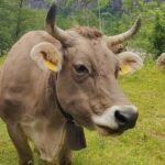 Bavona Valley Tour Ticino incl. Foroglio near Locarno Ascona - Is This Tour Worth the Price?