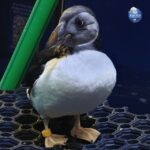 Beluga Whale Sanctuary - Admissions - The Practical Aspects of the Tour