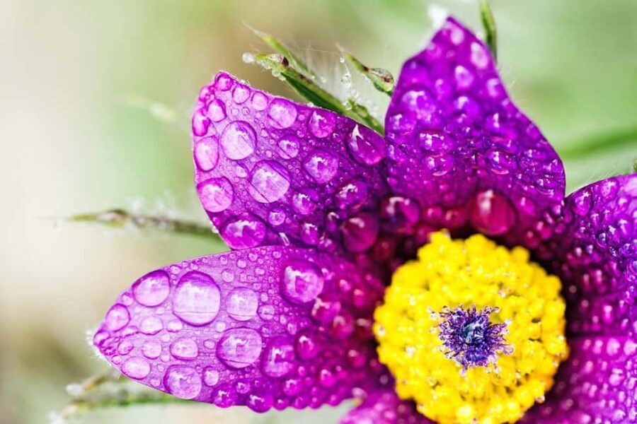 Berlin: Macro photography course - Nature in detail - Analyzing the Price and Overall Value