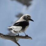 Birding Hike and Hot Spring Soak from Denver - Detailed Breakdown of the Itinerary