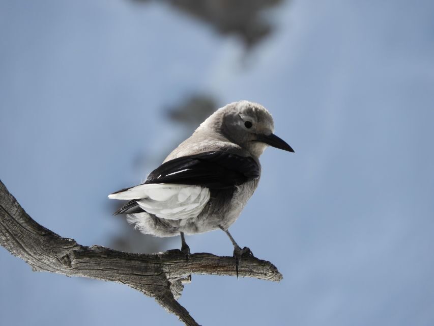 Birding Hike and Hot Spring Soak from Denver - Detailed Breakdown of the Itinerary