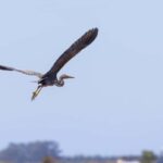 Birdwatching Solar Boat Tour Aveiro Lagon - The Experience in Context