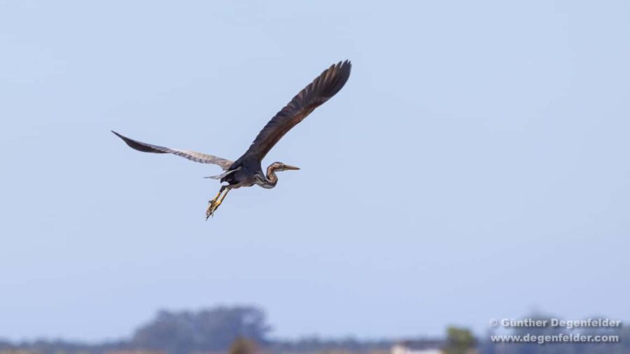 Birdwatching Solar Boat Tour Aveiro Lagon - The Experience in Context