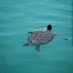 Blue Lagoon Cruise: Waterslide Adventure from Latchi Harbour - The Blue Lagoon Stop