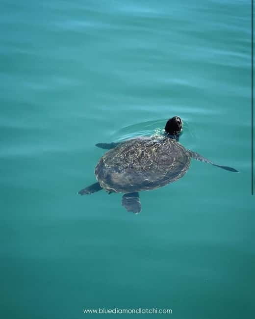 Blue Lagoon Cruise: Waterslide Adventure from Latchi Harbour - The Blue Lagoon Stop