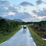 Bodø: Northern Norway Moose Safari - The Journey to Moose Country