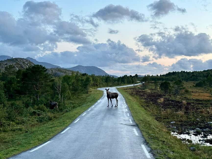 Bodø: Northern Norway Moose Safari - The Journey to Moose Country