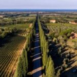 Bolgheri: Guided Walking Tour of the Village - How Does This Tour Compare in Value?