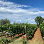 Bolgheri: Wine tasting at Podere Conca - Practical details for travelers