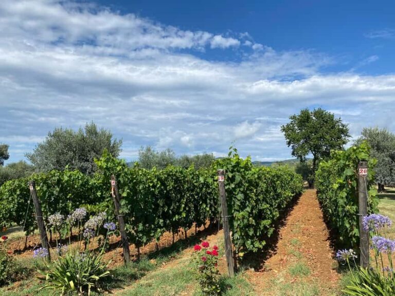 Bolgheri: Wine tasting at Podere Conca - Practical details for travelers