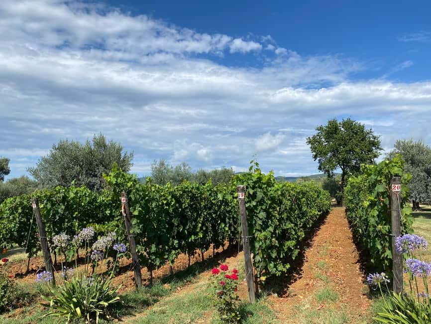 Bolgheri: Wine tasting at Podere Conca - Practical details for travelers