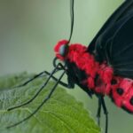 Bordano: Butterfly House Entry Ticket - The Lifecycle: ‘4 Lives, 1,000 Stories’