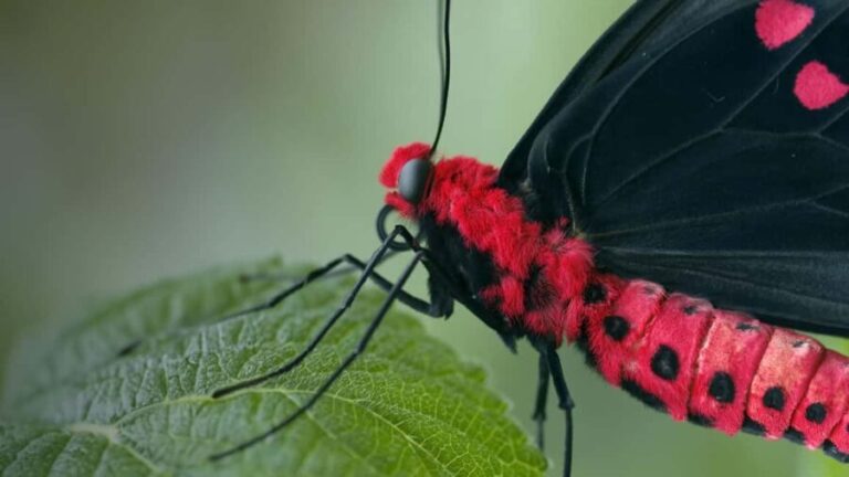 Bordano: Butterfly House Entry Ticket - The Lifecycle: ‘4 Lives, 1,000 Stories’