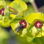 Bordano: Butterfly House Guided Tour with Lunch - A Closer Look at the Itinerary