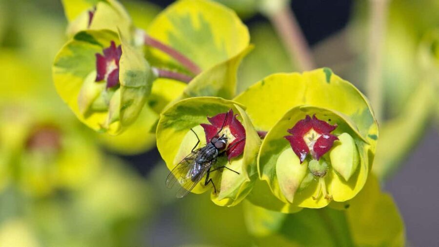 Bordano: Butterfly House Guided Tour with Lunch - A Closer Look at the Itinerary