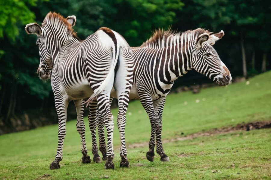Boston: Franklin Park Zoo Entry Ticket - Who Should Visit Franklin Park Zoo?
