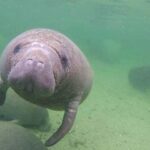 Bradenton: Anna Maria Island Guided Kayaking Manatee Tour - Detailed Breakdown of the Tour Experience