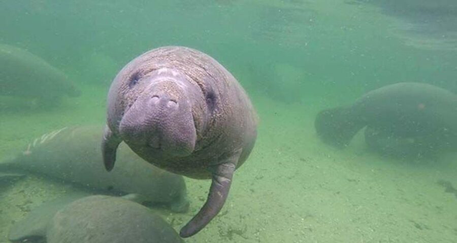 Bradenton: Anna Maria Island Guided Kayaking Manatee Tour - Detailed Breakdown of the Tour Experience