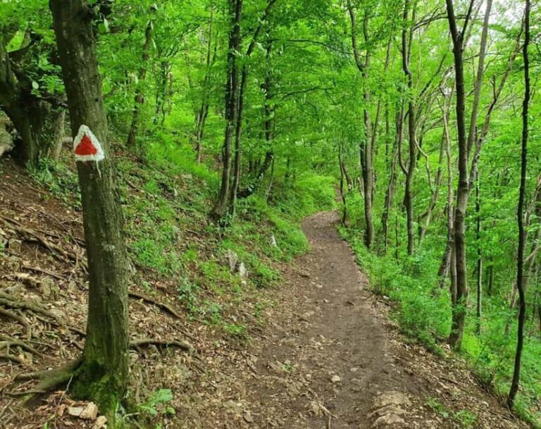 Braov in Focus: A Walking Tour, Hike & Photo Experience - What Folks Are Saying