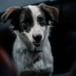 Brasov's Mountain Hike tour with Daisy - What to Expect from the Tampa Mountain Hike