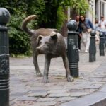 Brussels: Belgian Beer World Entry & Digital City Tour - The Digital City Tour: A Self-Guided Explorer’s Dream