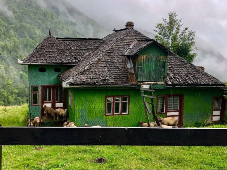 Bucharest: Brown Bears Sanctuary and Quad Tour - The Quad or Buggy Ride: Thrilling Off-Road Action