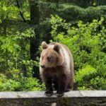 Bucharest: Top Gear Road and Wild Brown Bears Day Trip - FAQ