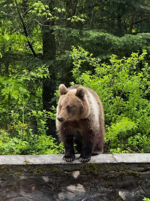 Bucharest: Top Gear Road and Wild Brown Bears Day Trip - FAQ