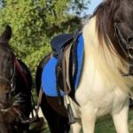Cagliari: visit the animals of a farm - Authenticity and Family Appeal