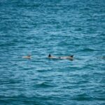 Cape May: Jersey Shore Whale and Dolphin Watching Cruise - What You Can Expect During the Tour