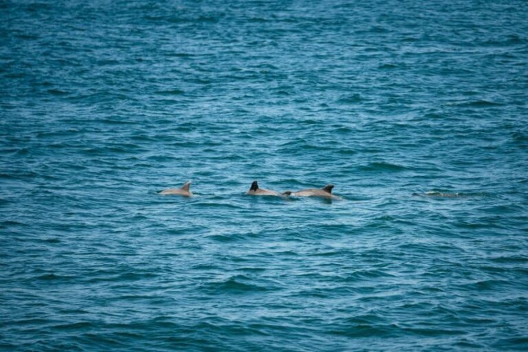 Cape May: Jersey Shore Whale and Dolphin Watching Cruise - What You Can Expect During the Tour