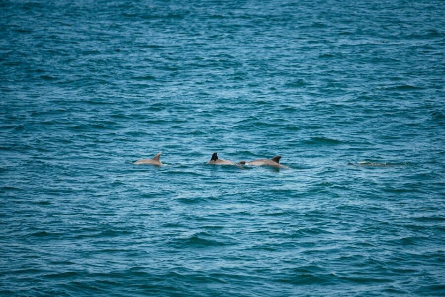 Cape May: Jersey Shore Whale and Dolphin Watching Cruise - What You Can Expect During the Tour