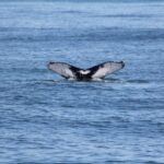 Cape May: Scenic Whale and Dolphin Watching Cruise - Who Will Love This Tour?