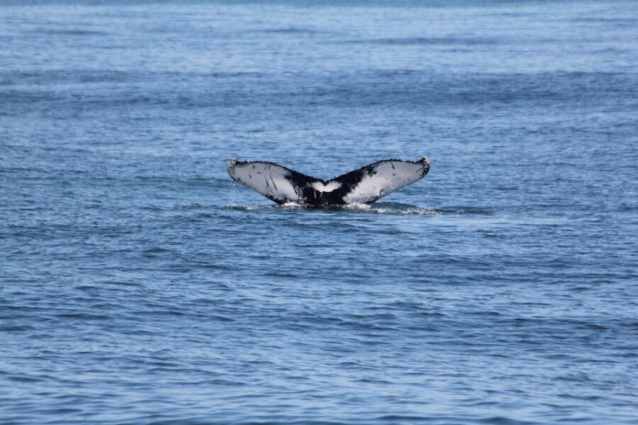 Cape May: Scenic Whale and Dolphin Watching Cruise - Who Will Love This Tour?