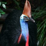 Cape Tribulation & Daintree Wilderness (TCT) - Wildlife Habitat: Encountering Iconic Australian Creatures